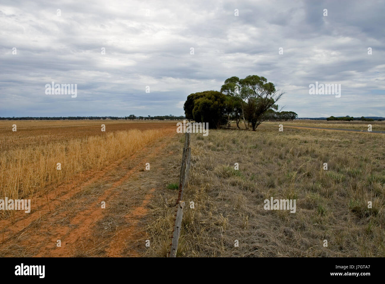 isolated tree trees horizon agriculture farming cloud australia drought ...