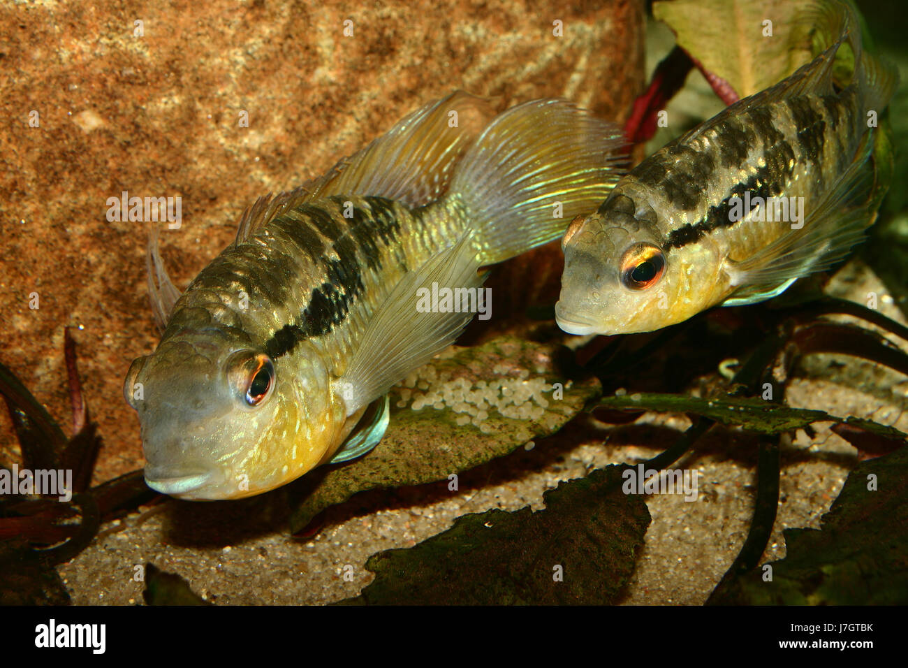 fish harsh eggs clutch spawn fish spawn animal brown brownish brunette ...