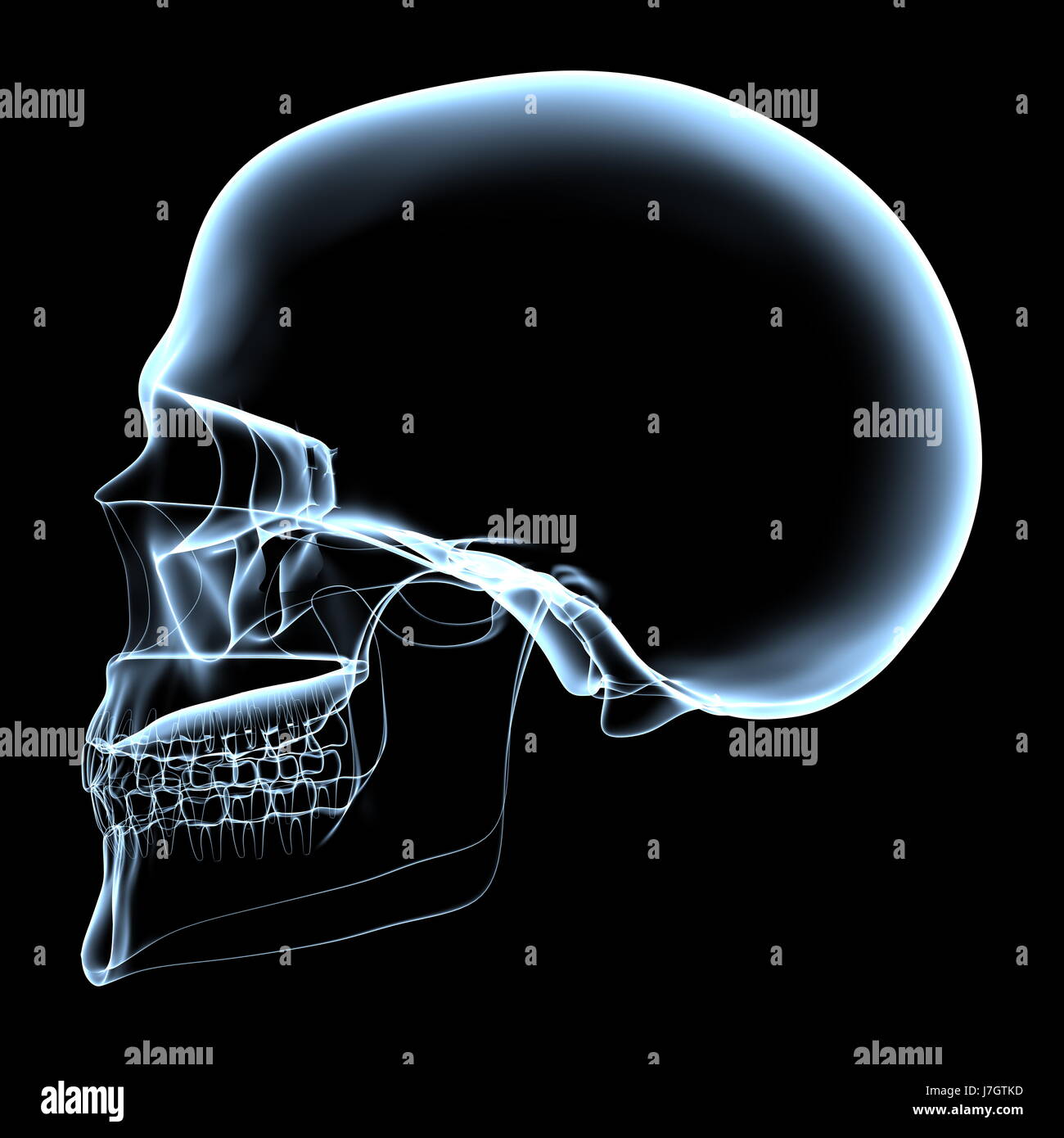 blue skull side head blue education isolated medicinally medical ...