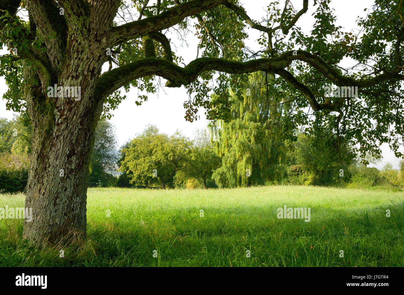 tree green landscape scenery countryside nature land realty ground ...