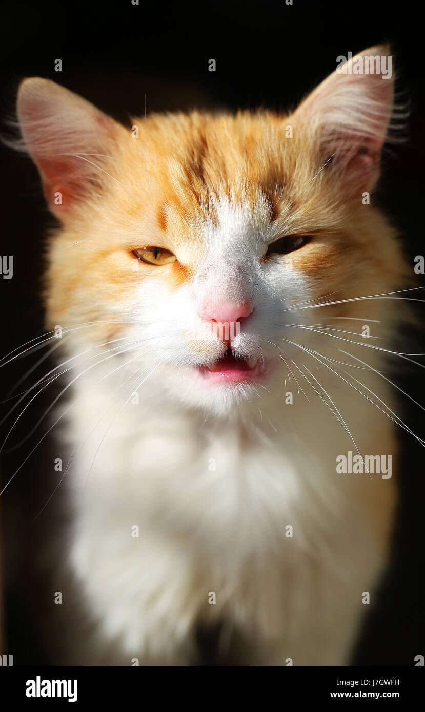 Photo portrait kitten Stock Photo - Alamy