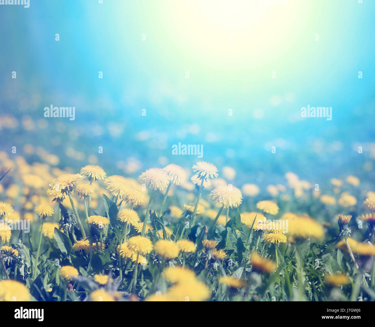 spring background with dandelions Stock Photo - Alamy