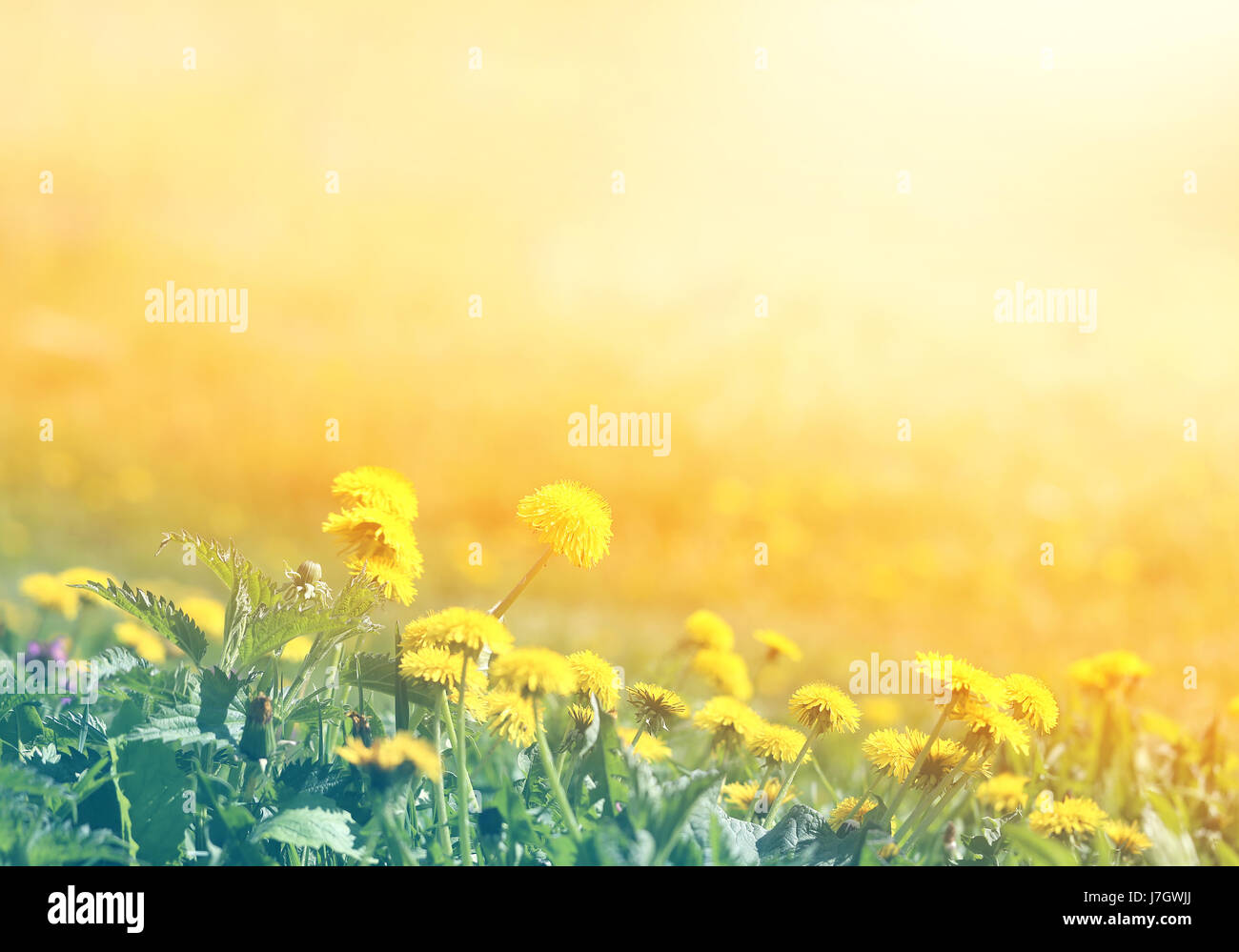 spring background with dandelions Stock Photo - Alamy