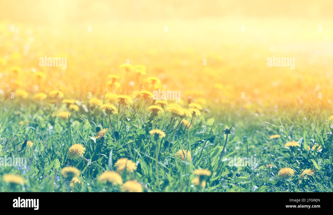spring background with dandelions Stock Photo - Alamy