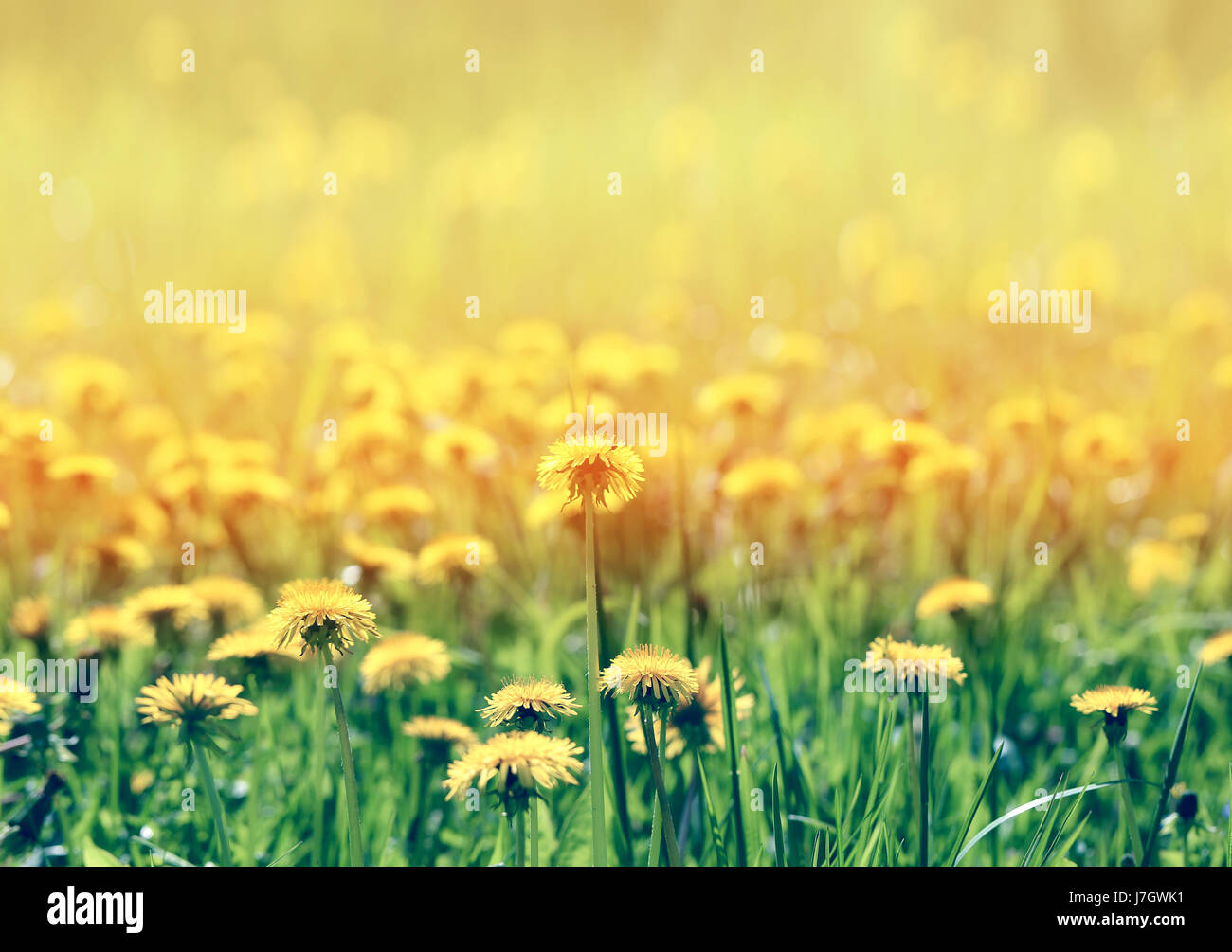 spring background with dandelions Stock Photo - Alamy