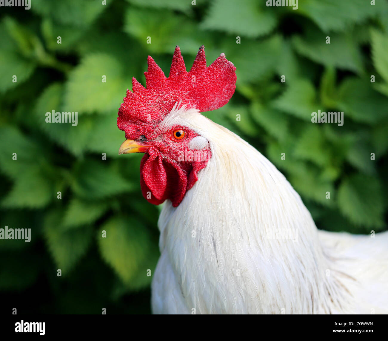 Photo of a beautiful rooster Stock Photo - Alamy