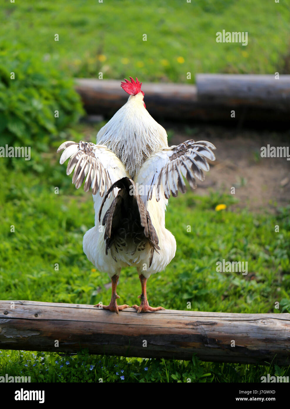 Photo of a beautiful rooster Stock Photo - Alamy