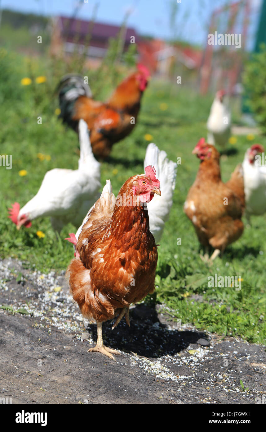 Photo of a beautiful rooster Stock Photo - Alamy