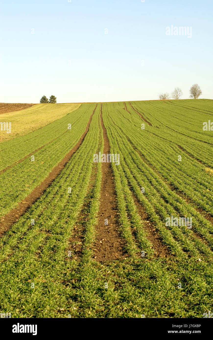 blue agrarian agricultural tree trees ground soil earth humus brown ...