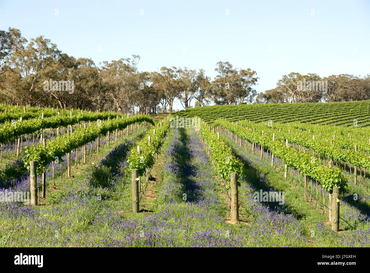 tree trees industry agriculture farming field wine alcohol grapes ...