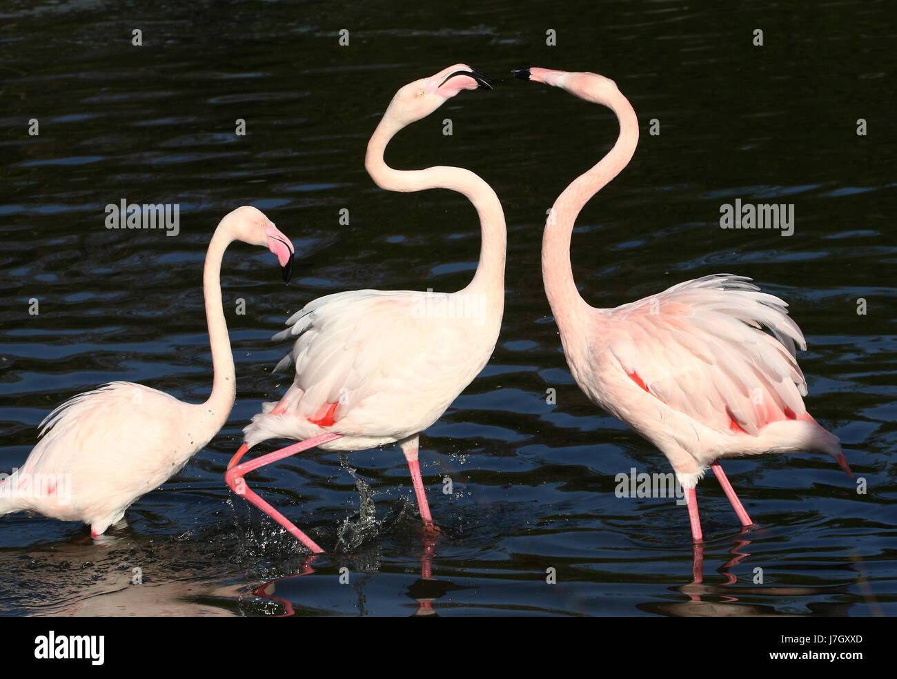Afro asian greater flamingo hi-res stock photography and images - Alamy
