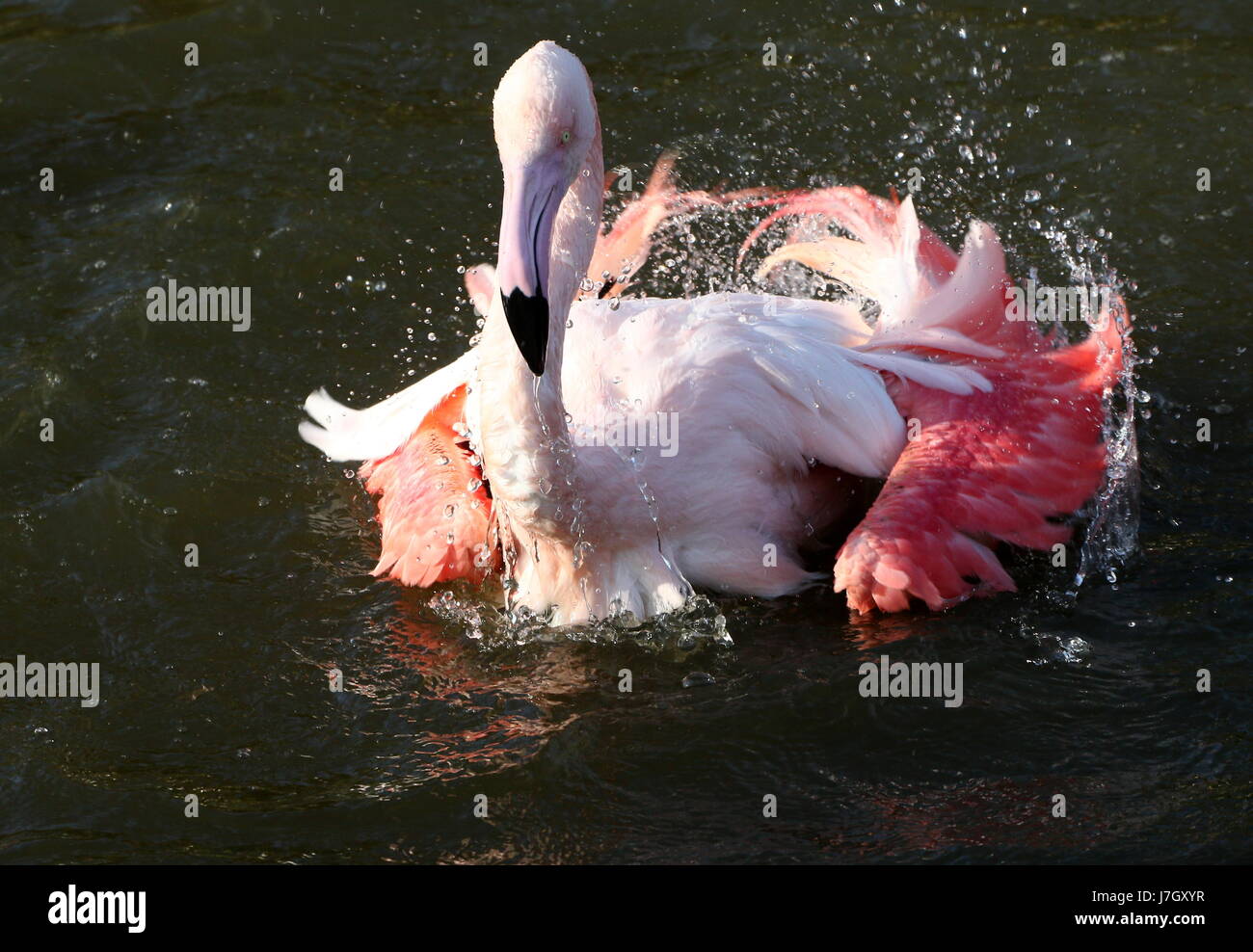 European Greater Flamingo (Phoenicopterus roseus) bathing vigourously ...