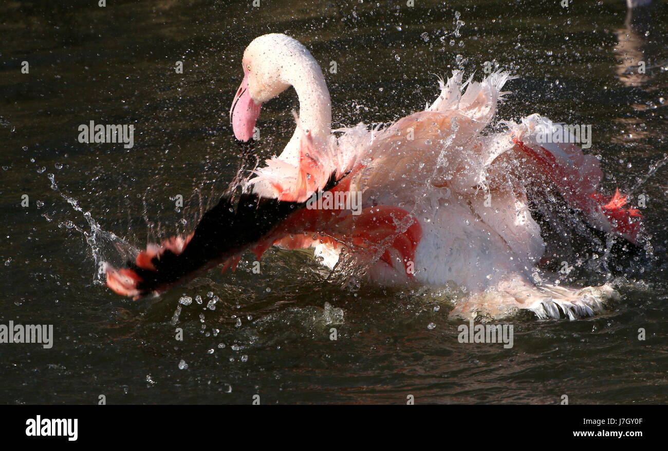 Pink flamingos flapping wings hi-res stock photography and images - Alamy