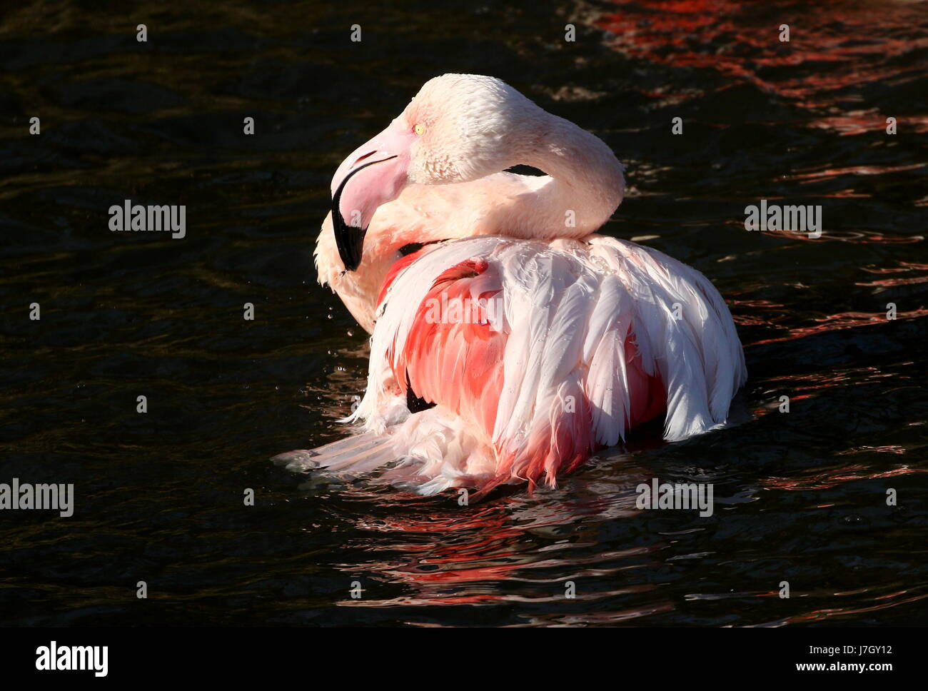European Greater Flamingo (Phoenicopterus roseus) bathing and preening ...