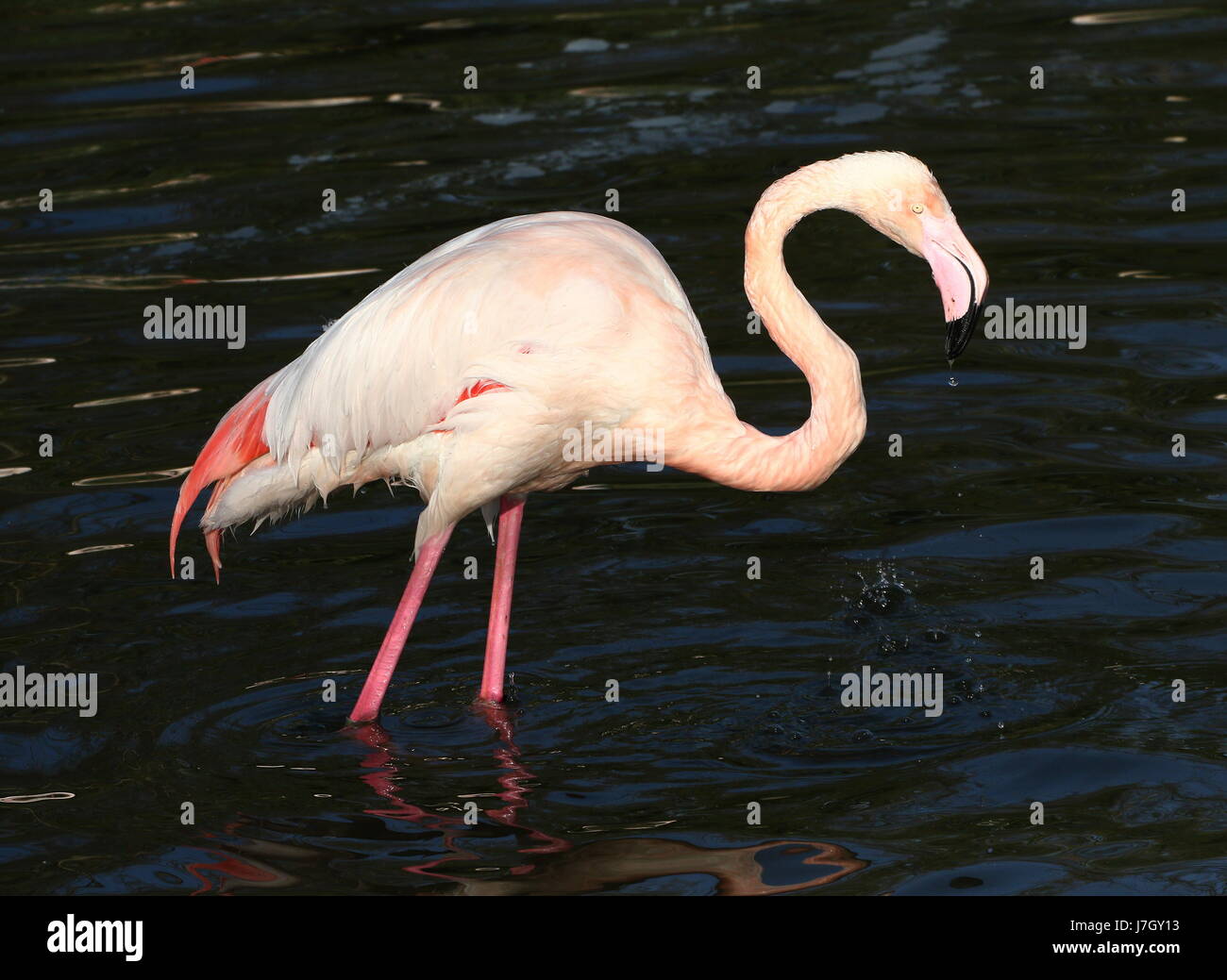 European Greater Flamingo (Phoenicopterus roseus) wading in a lake ...