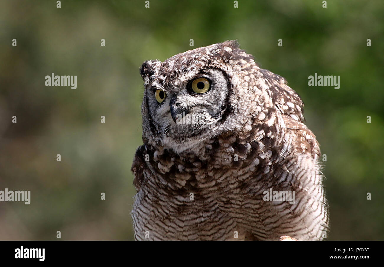 African Spotted Eagle Owl (Bubo africanus), upper body, facing camera ...