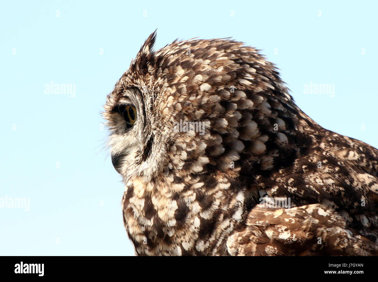 African Spotted Eagle Owl (Bubo africanus), upper body, seen in profile ...