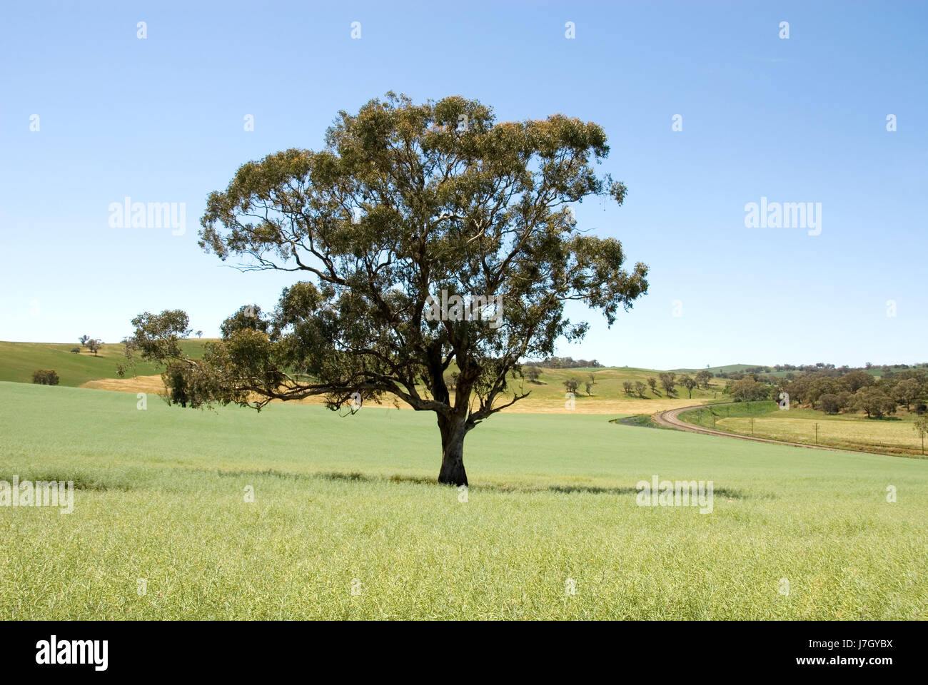 agricultural tree trees hill horizon leaves agriculture farming shine ...
