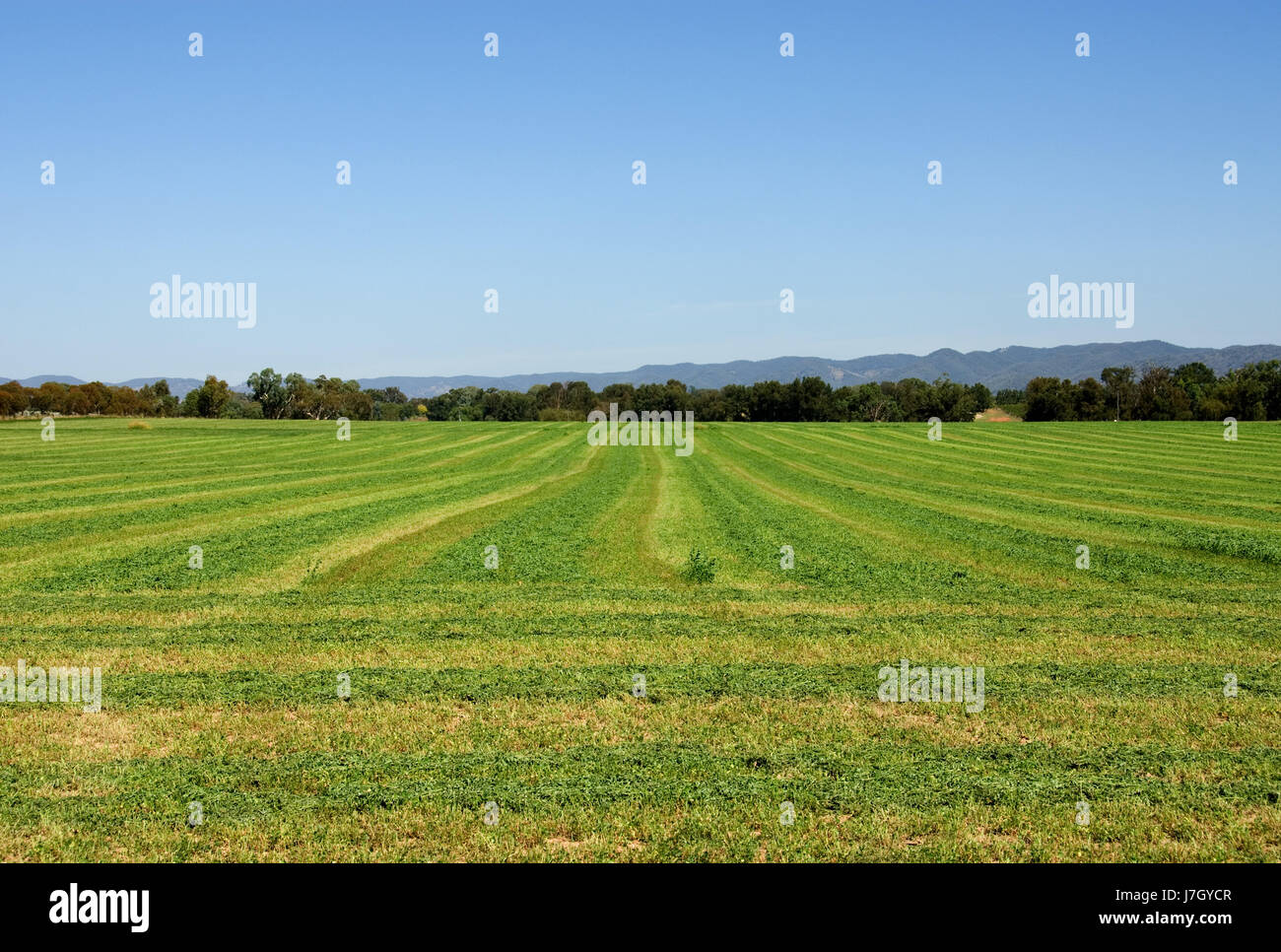 blue fodder tree trees agriculture farming field summer summerly ...