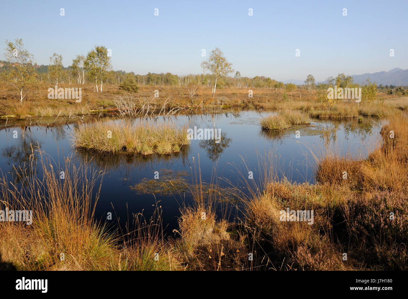 waters fen fresh water lake inland water water tree birches autumnal ...