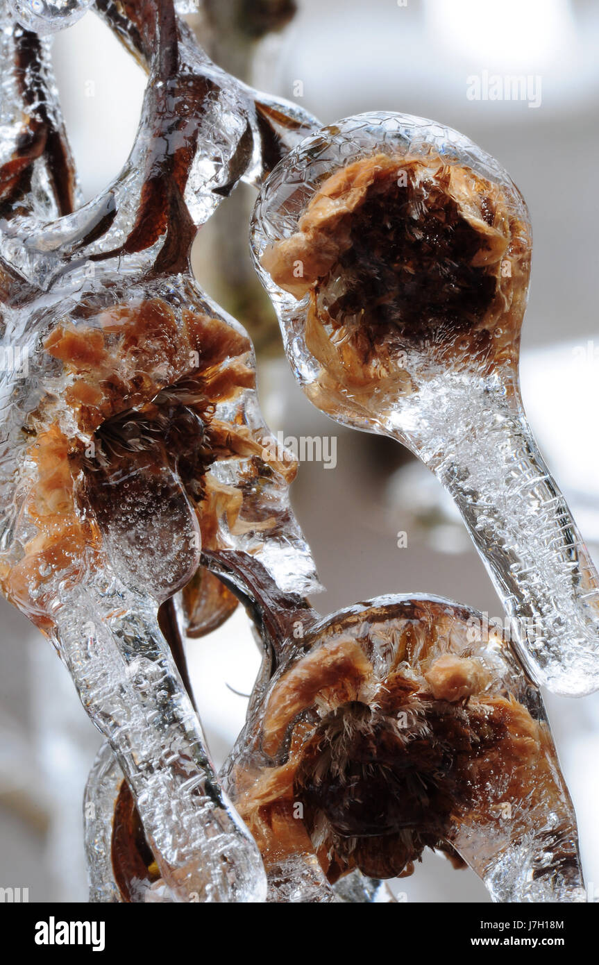 frost temperature season frosty plant nature winter cold frost frost ...