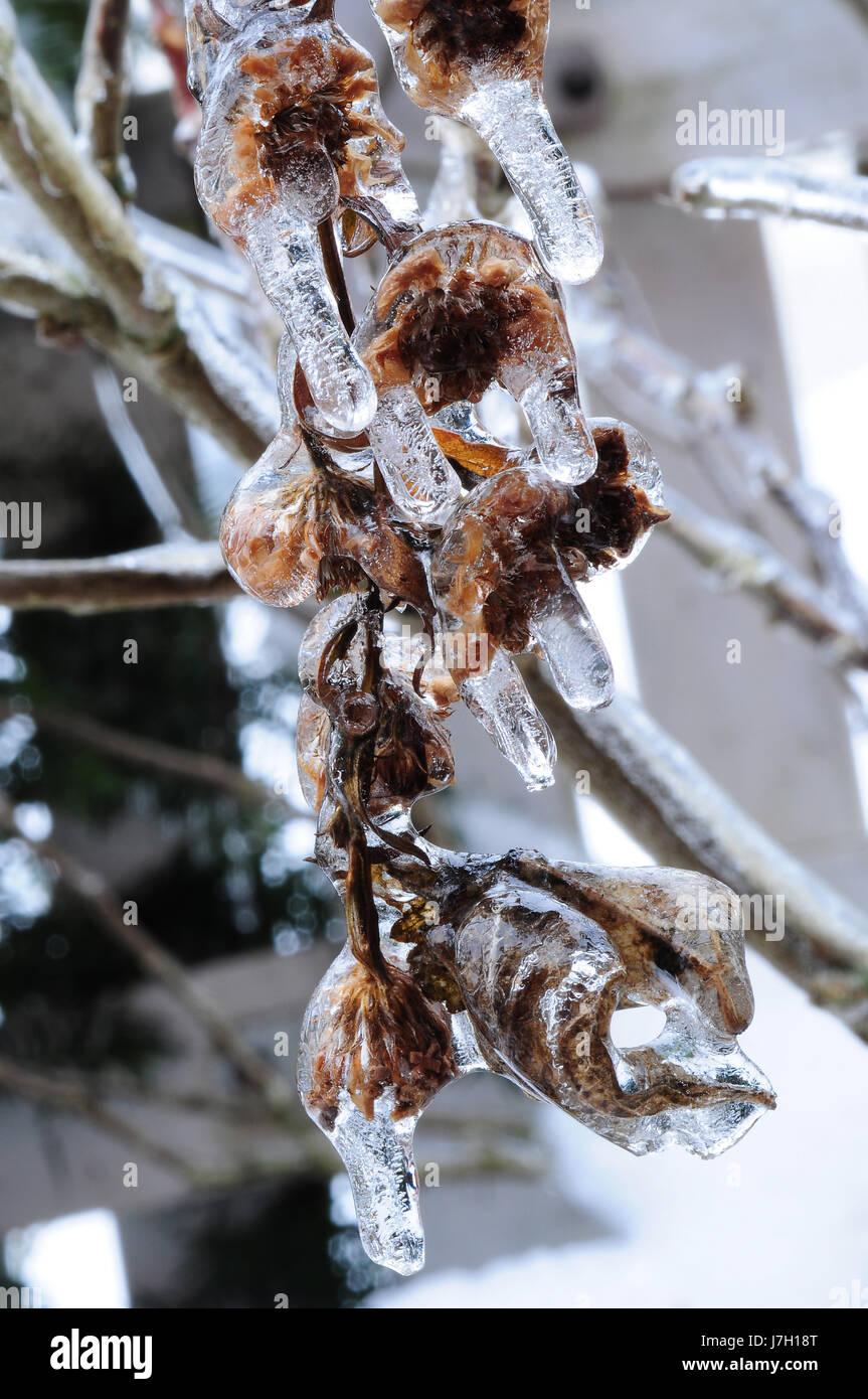frost temperature season frosty plant nature winter cold frost frost ...