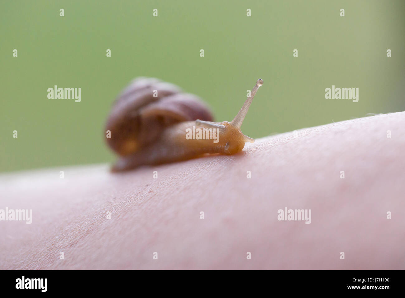 Snail on arm Stock Photo - Alamy