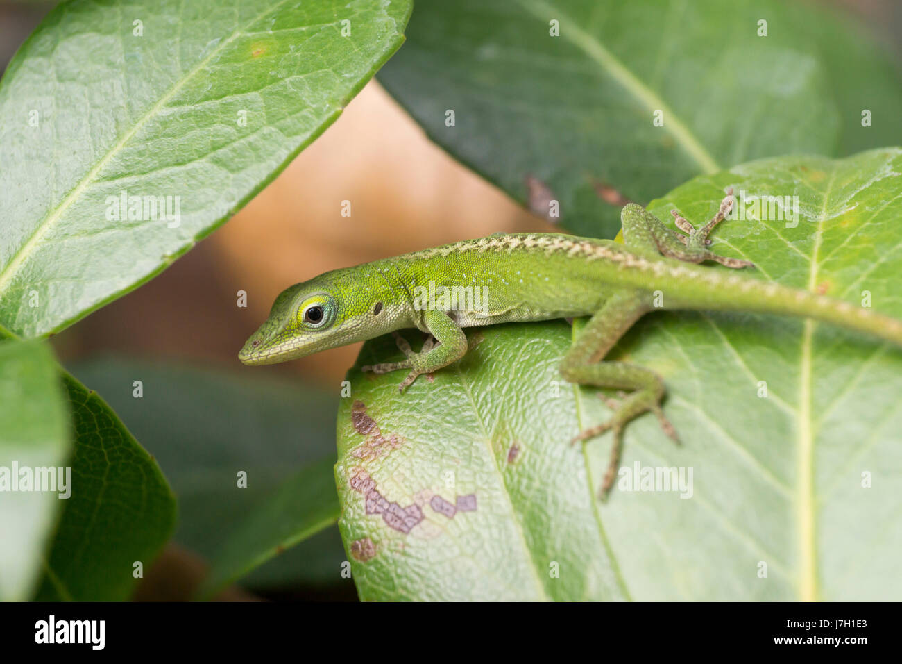 Carolina green anole hi-res stock photography and images - Alamy