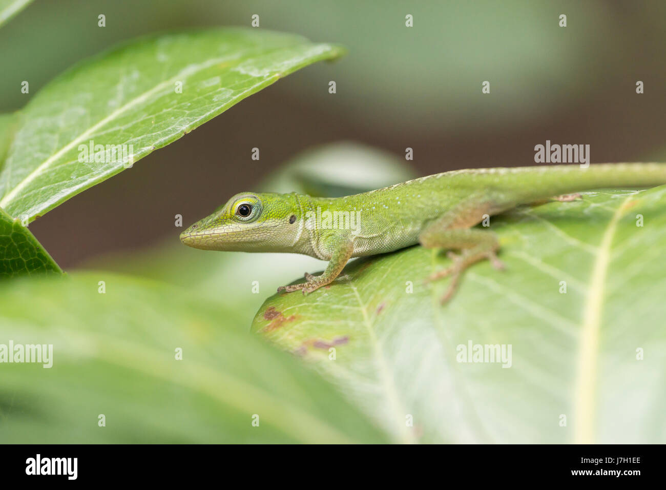 Baby carolina green anole on a leaf Stock Photo - Alamy