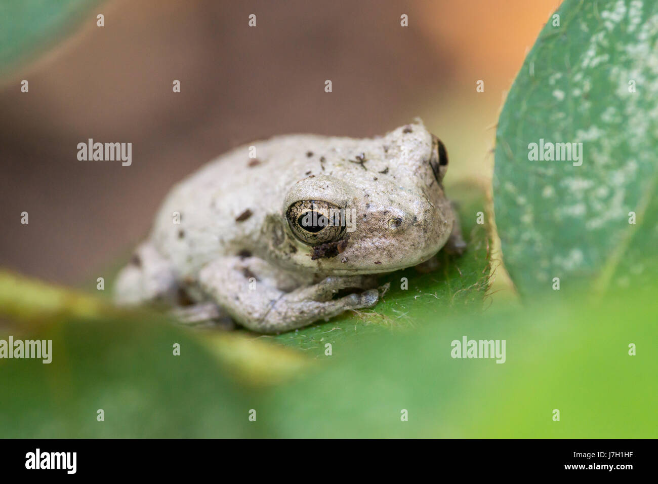 White toad on a leaf in the garden bushes Stock Photo - Alamy