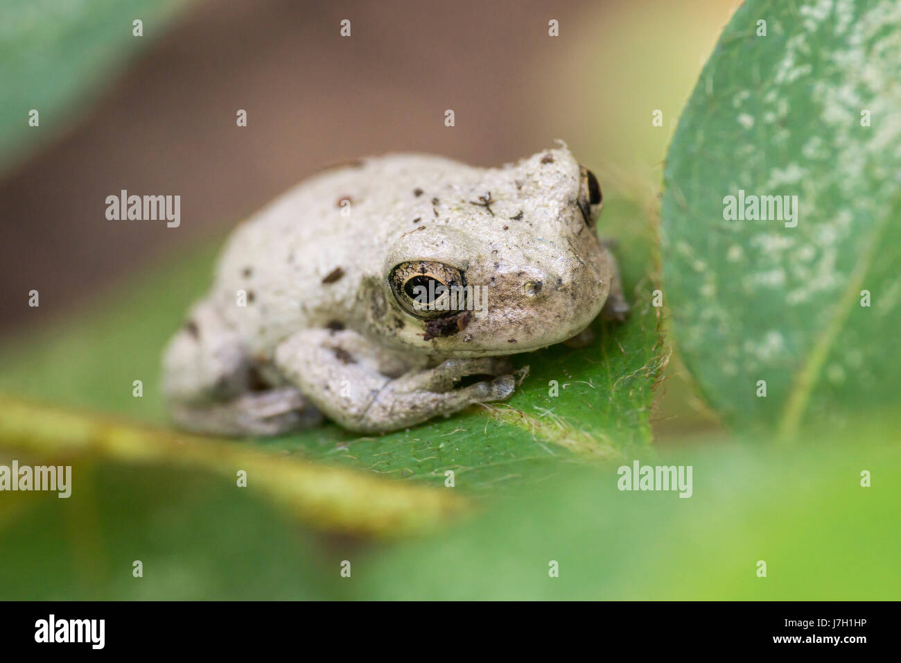 White toad on a leaf in the garden bushes Stock Photo - Alamy
