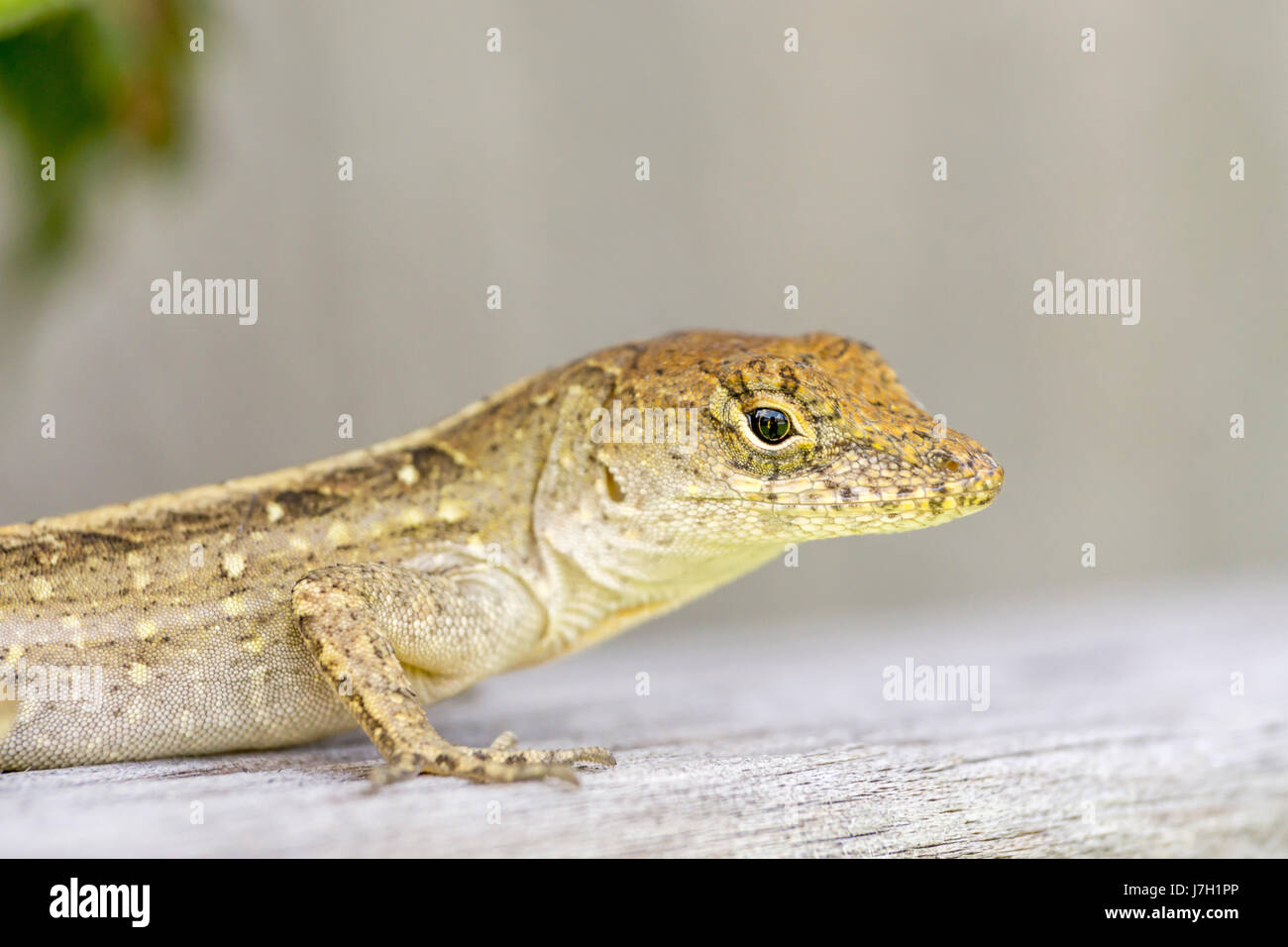 Cuban anole hi-res stock photography and images - Alamy