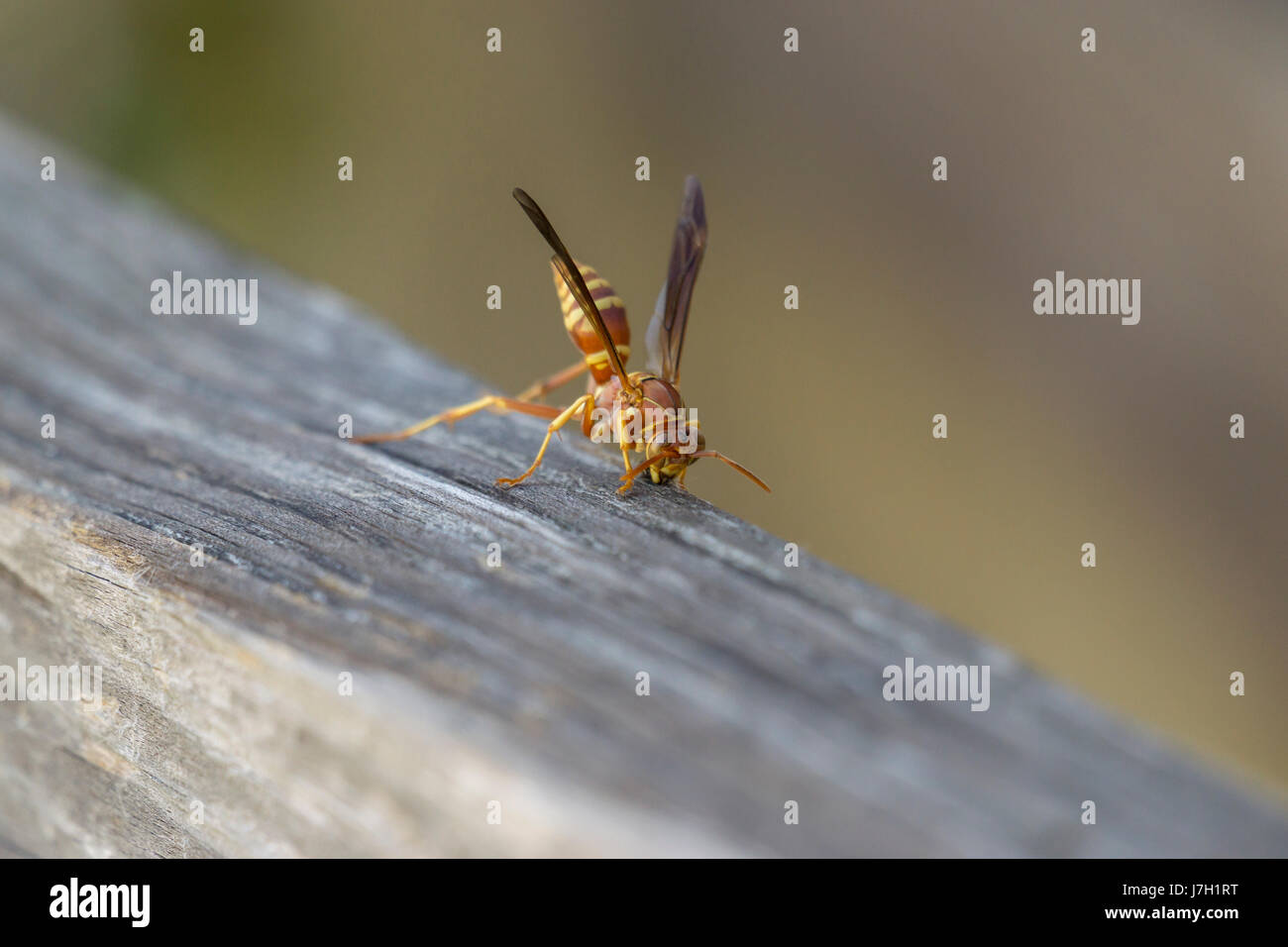 Wood wasp hi-res stock photography and images - Alamy
