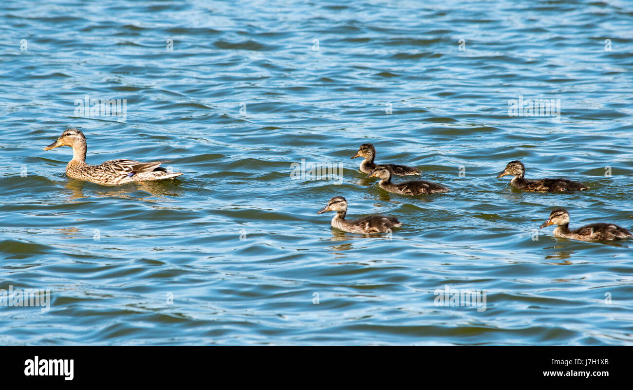 Female Mallard duck with young chicks Stock Photo - Alamy