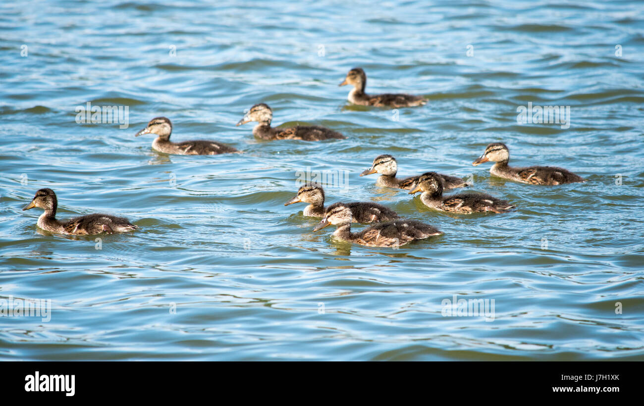 Mallard chicks hi-res stock photography and images - Alamy
