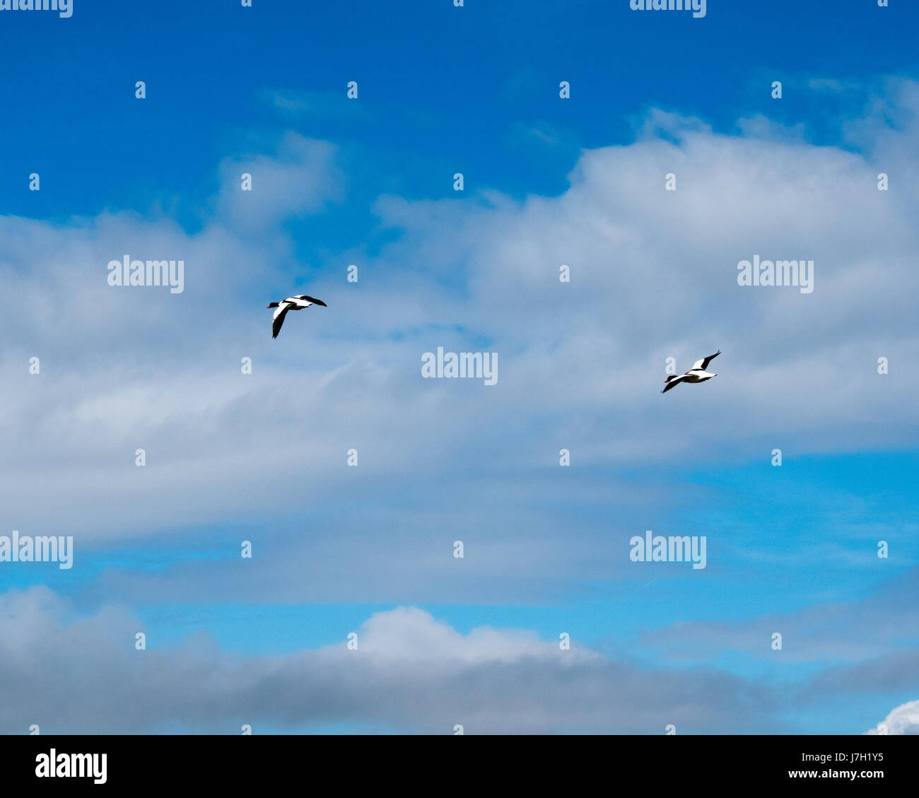 Shellducks hi-res stock photography and images - Alamy