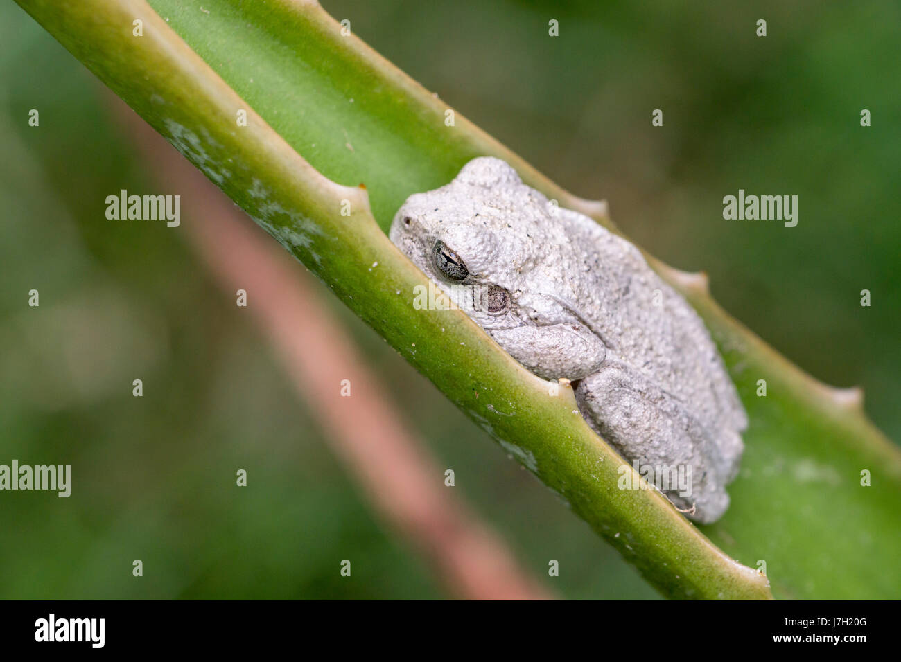White toad hi-res stock photography and images - Alamy