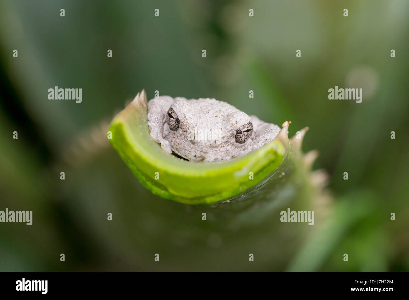 White toad on leaf hi-res stock photography and images - Alamy