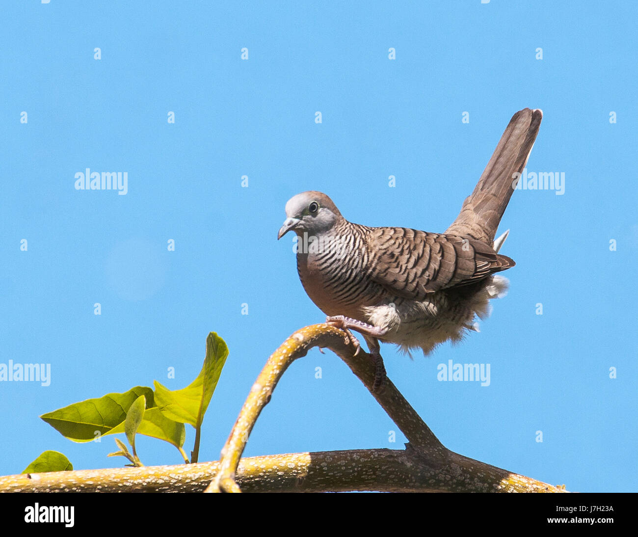 Zebra dove hawaii hi-res stock photography and images - Alamy
