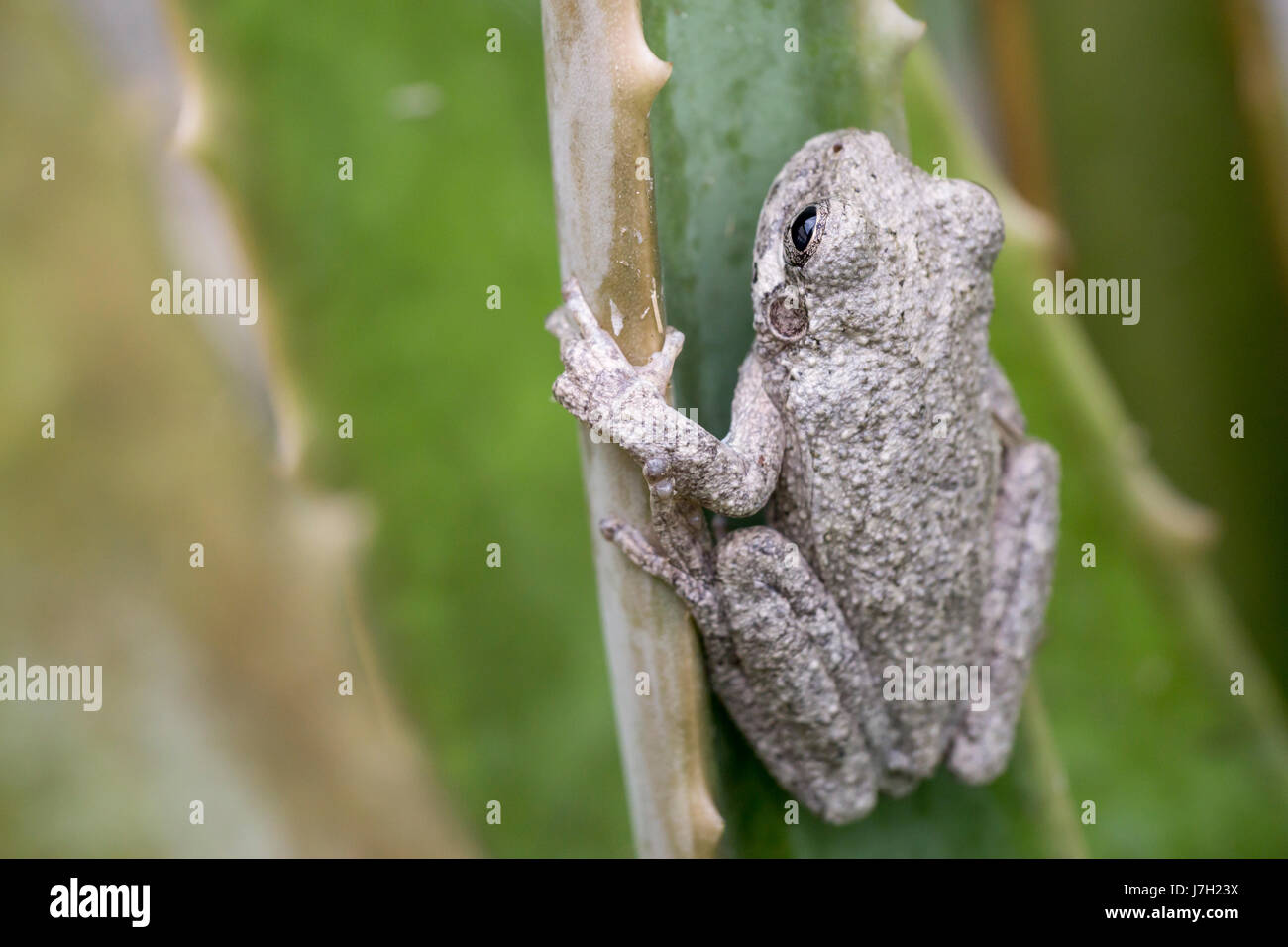 White toad hi-res stock photography and images - Alamy