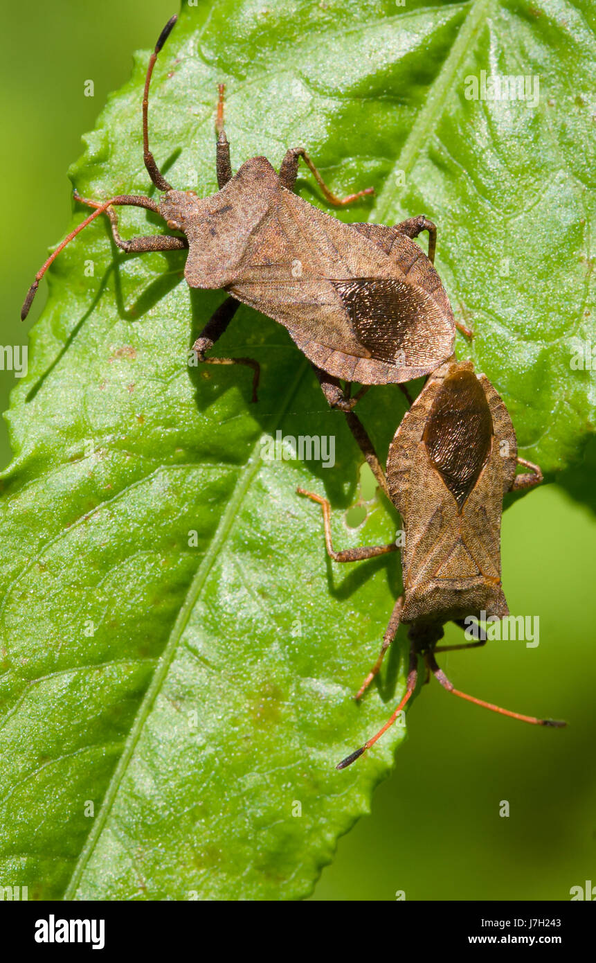 Forest bug mating hi-res stock photography and images - Alamy