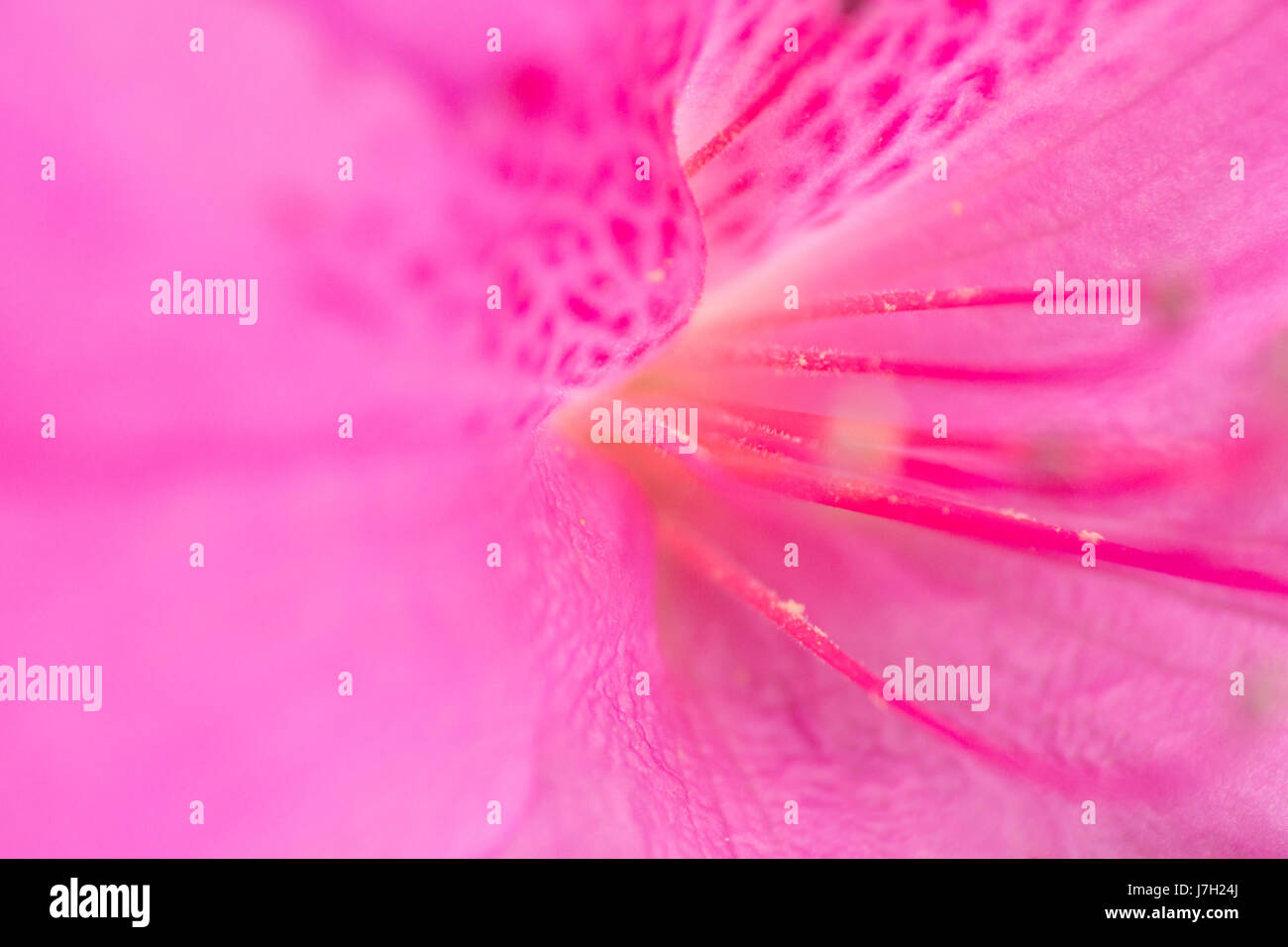 Bright pink flower Stock Photo - Alamy