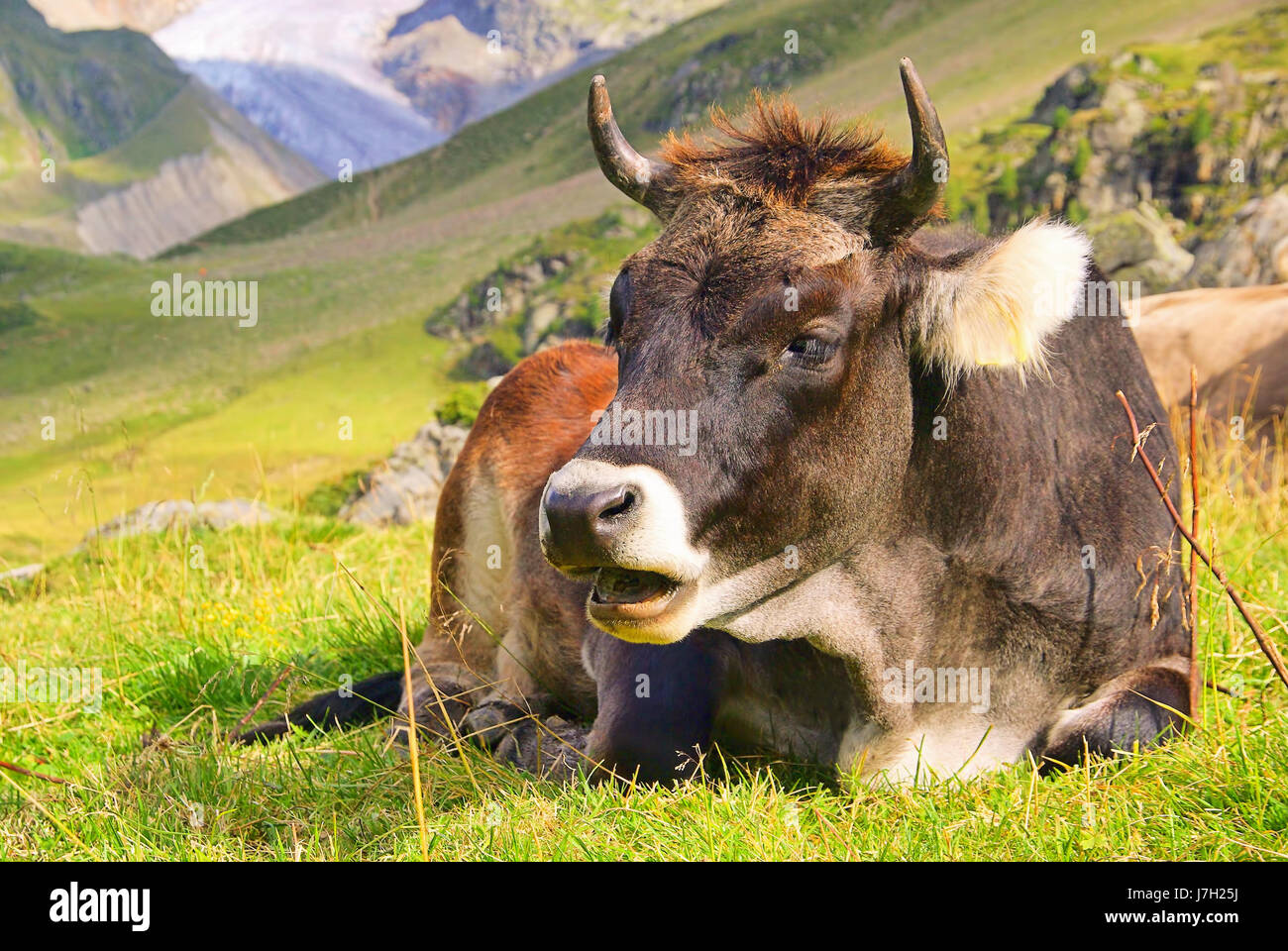animal alps alp austrians cow bovine mountain animal green alps alp ...