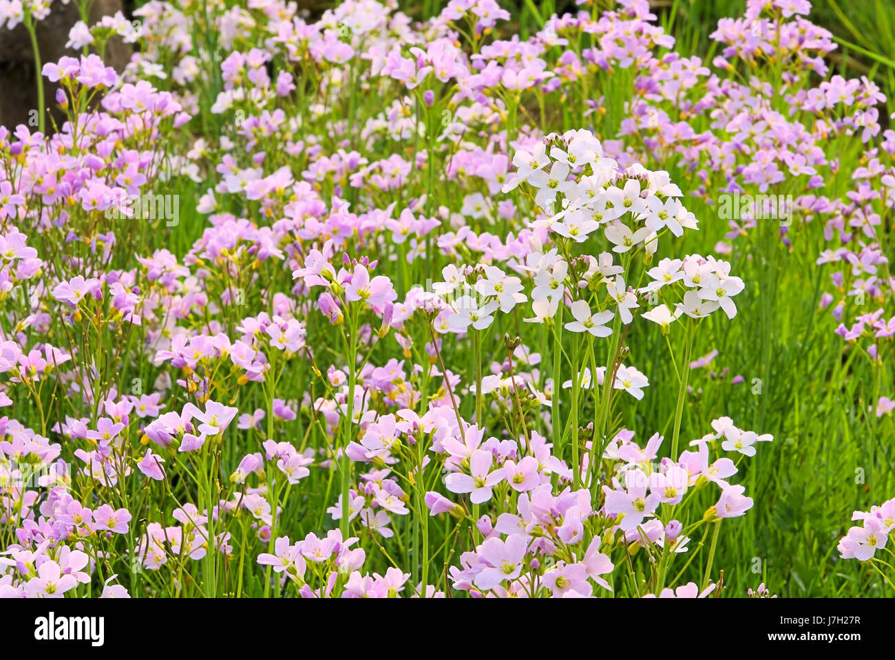 flower plant meadows bitter cress meadow flower plant green bloom ...