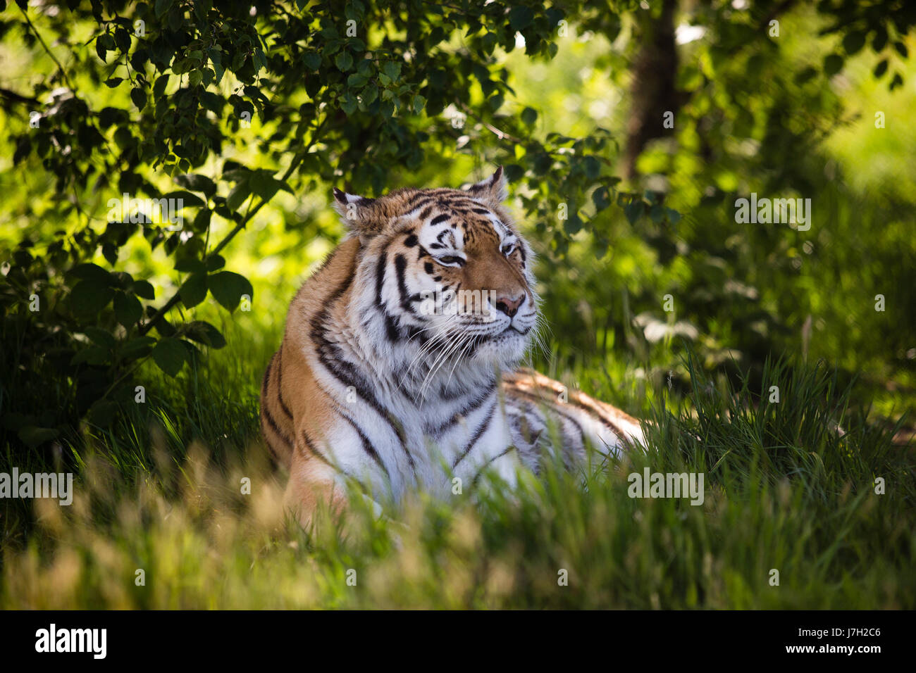 Tiger at Knowsley Safari Park, Prescot, Merseyside, UK Stock Photo - Alamy
