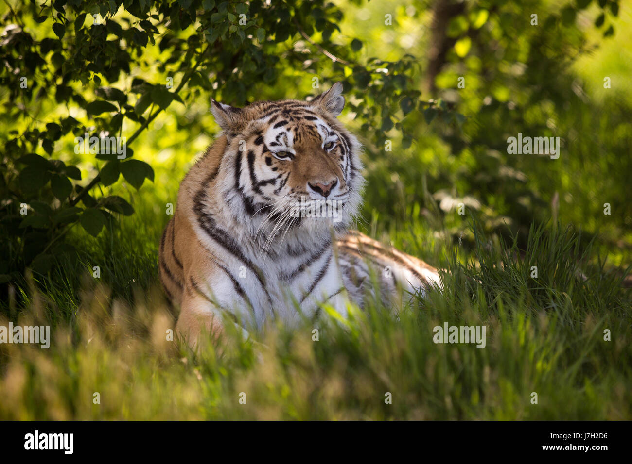 Tiger at Knowsley Safari Park, Prescot, Merseyside, UK Stock Photo - Alamy