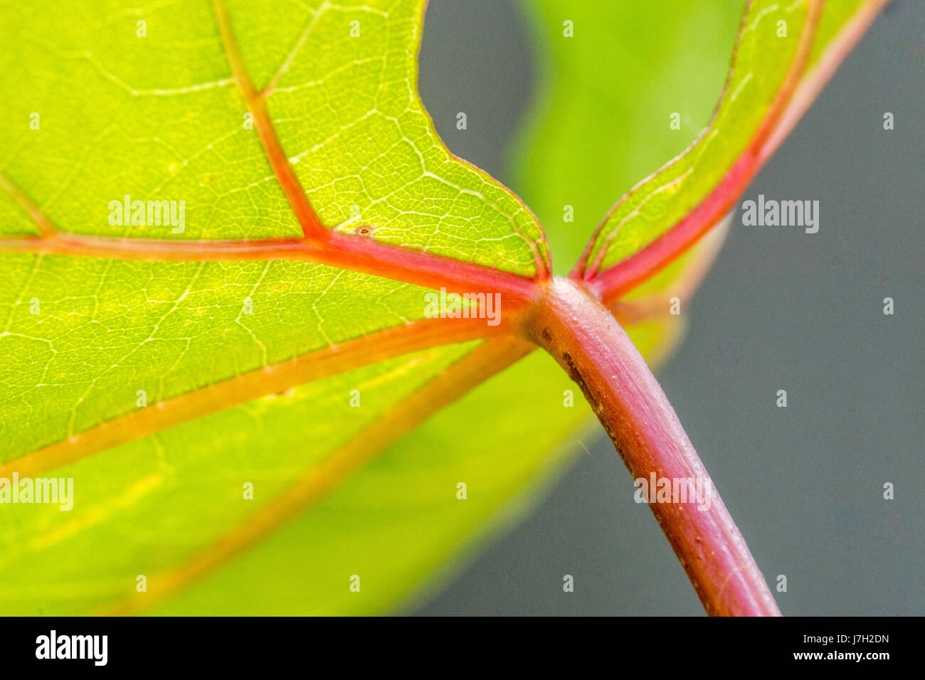 Vivid green leaf with red veins Stock Photo - Alamy