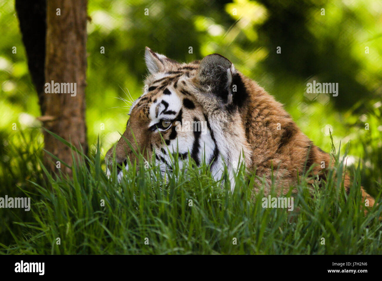 Tiger at Knowsley Safari Park, Prescot, Merseyside, UK Stock Photo - Alamy