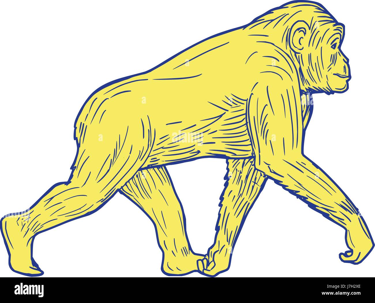 Chimpanzee illustration side view hi-res stock photography and images ...