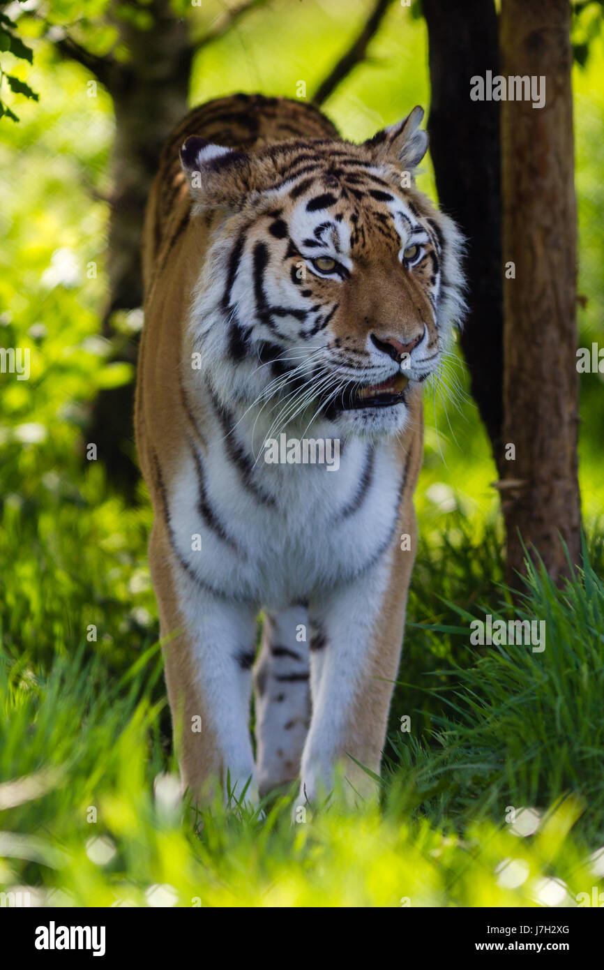 Tiger at Knowsley Safari Park, Prescot, Merseyside, UK Stock Photo - Alamy